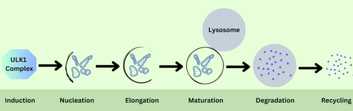 How Autophagy Works: A Step-by-Step Guide - Autophagy Life
